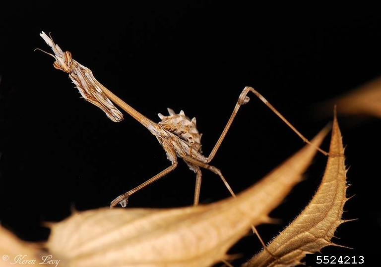 mantids (Genus Mantis Linnaeus, 1758)