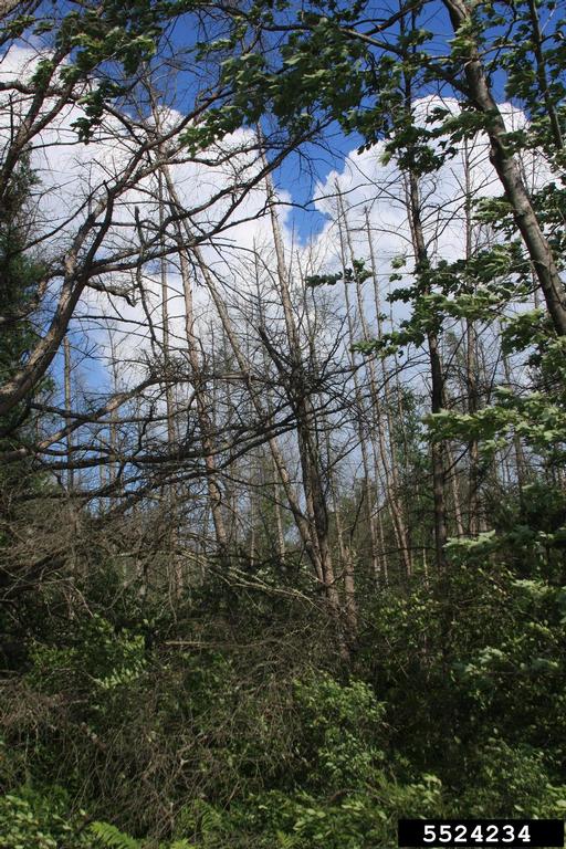 eastern larch beetle (Dendroctonus simplex)