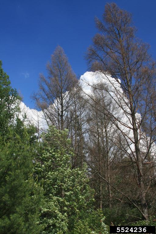 eastern larch beetle (Dendroctonus simplex)