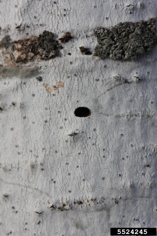 bronze poplar borer (Agrilus liragus Barter & Brown, 1950)