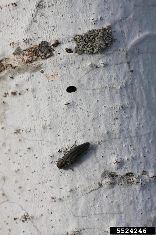 bronze poplar borer (Agrilus liragus ) on quaking aspen (Populus ...