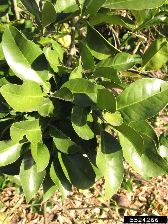 Pink Sensation (Citrus maxima cv. Pink Sensation (Burm.) Merr.)