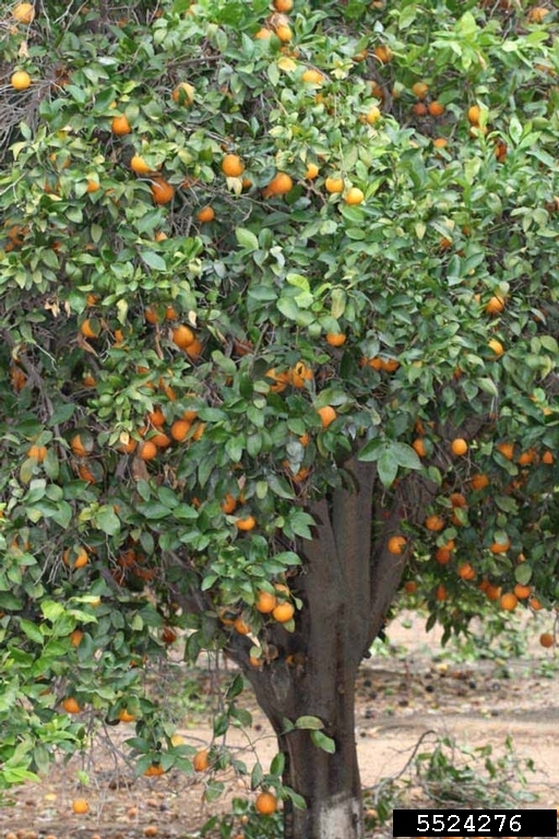 Pixie, Citrus reticulata cv. Pixie (Sapindales: Rutaceae) - 5524276