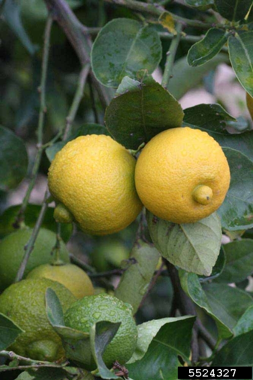 Pomona (Citrus x limon cv. Pomona)