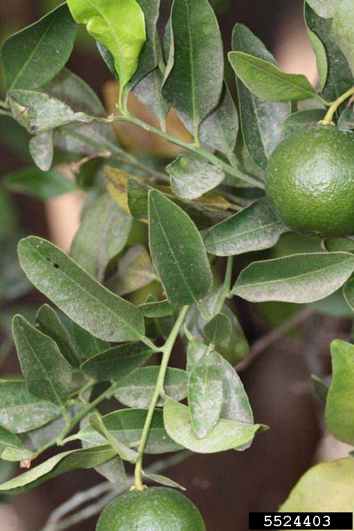 Ponkan (Citrus reticulata cv. Ponkan)