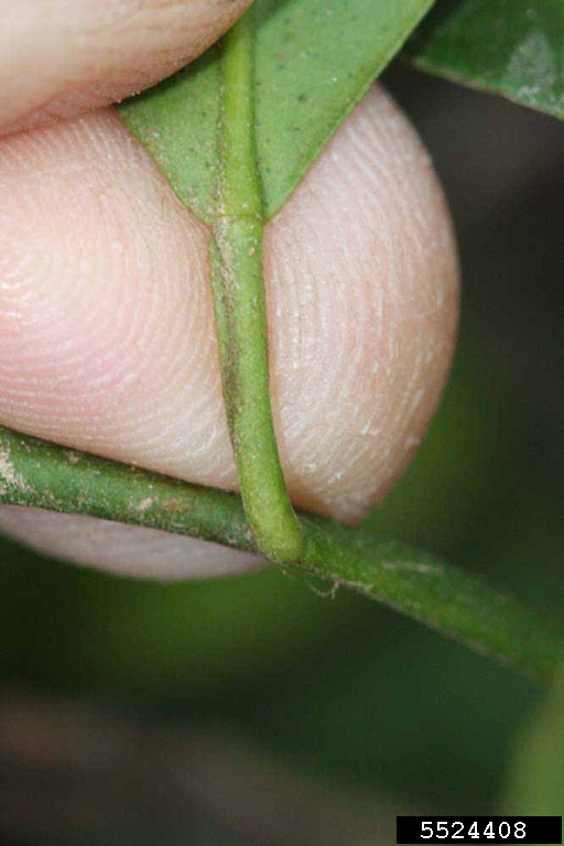 Ponkan (Citrus reticulata cv. Ponkan Blanco)