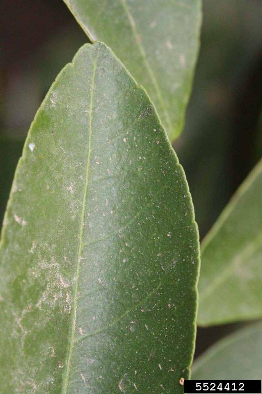 Ponkan (Citrus reticulata cv. Ponkan)