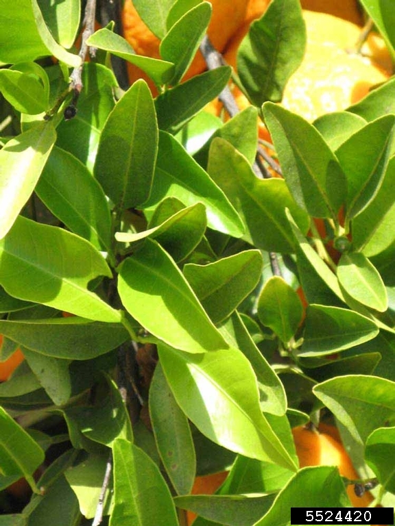 Ponkan (Citrus reticulata cv. Ponkan)