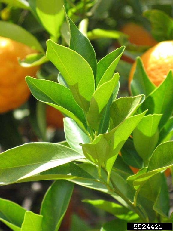 Ponkan (Citrus reticulata cv. Ponkan)