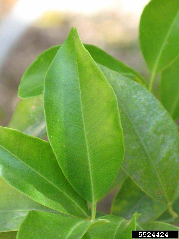 Ponkan (Citrus reticulata cv. Ponkan Blanco)