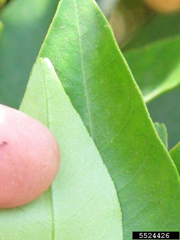 Ponkan (Citrus reticulata cv. Ponkan)