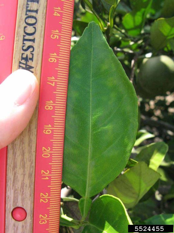Pope (Citrus x aurantium cv. Pope)