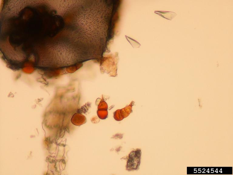 common corn rust (Puccinia sorghi Schwein.)