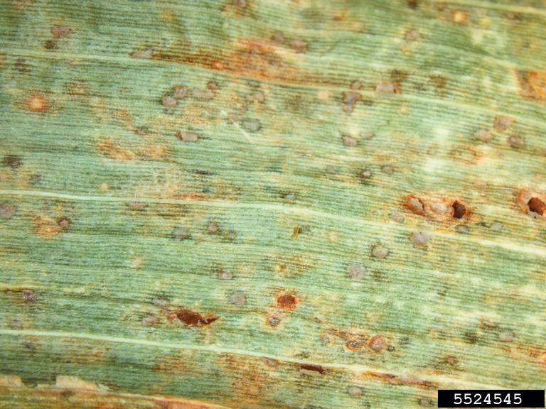 common corn rust (Puccinia sorghi Schwein.)