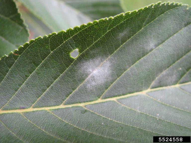 powdery mildew (Erysiphe flexuosa (Peck) U. Braun & S. Takam.)
