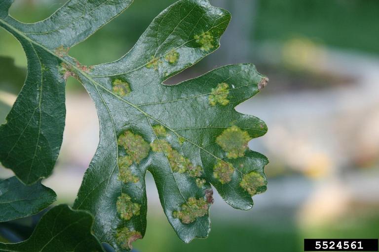 oak leaf blister (Taphrina caerulescens (Desmaz. & Mont.) Tul.)