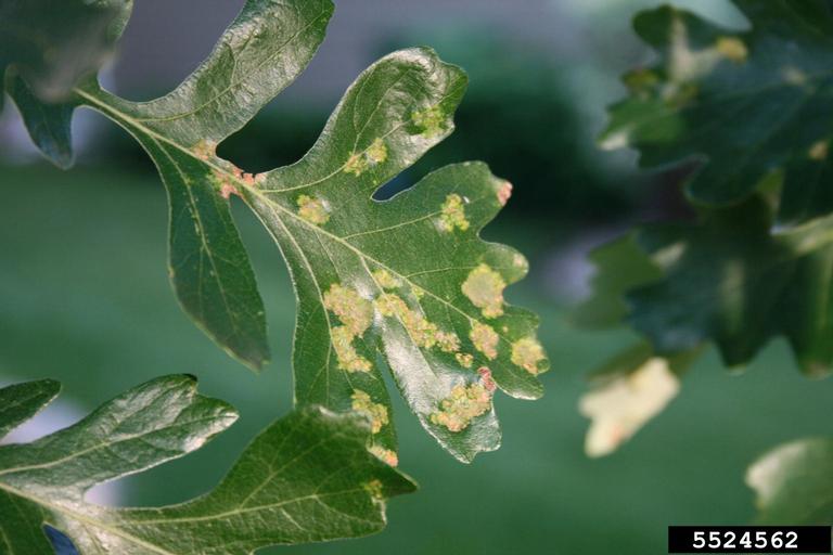 oak leaf blister (Taphrina caerulescens)