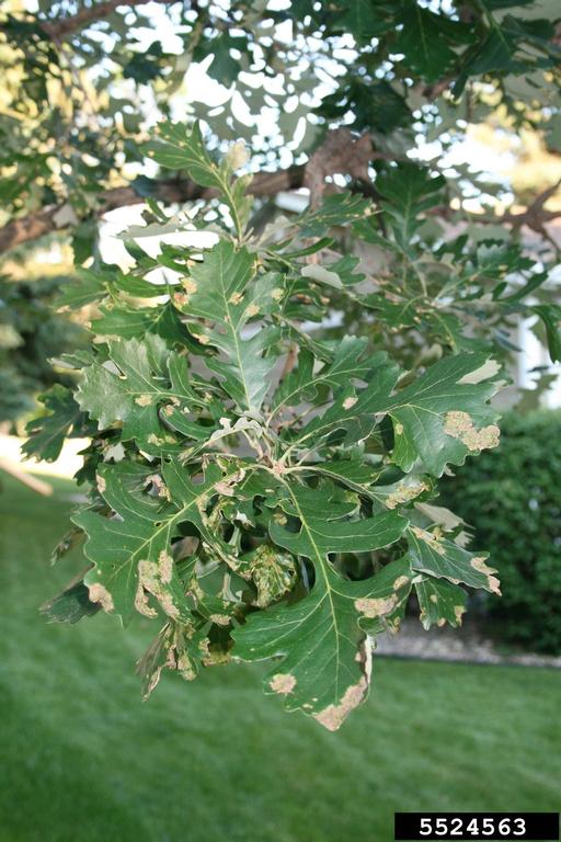 oak leaf blister (Taphrina caerulescens (Desmaz. & Mont.) Tul.)