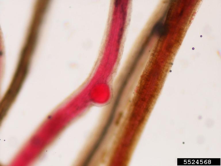 soybean cyst nematode (Heterodera glycines ) on soybean (Glycine max ...