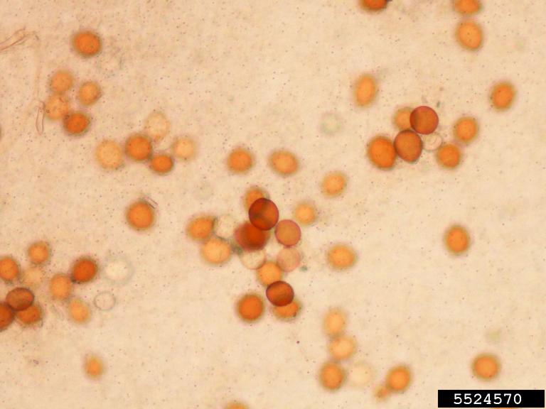 brown spot of corn (Physoderma maydis)