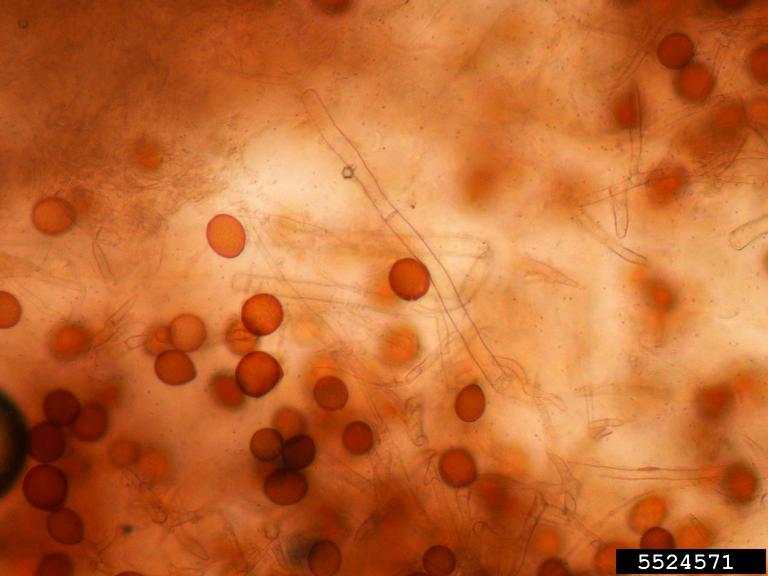 brown spot of corn (Physoderma maydis)