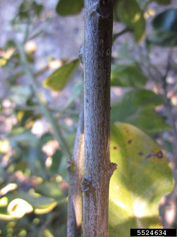 Red Shaddock (Citrus maxima cv. Red Shaddock)