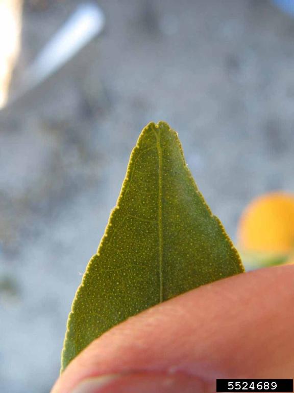 Red Lime (Citrus x aurantiifolia cv. Red Lime (Christm.) Swingle)