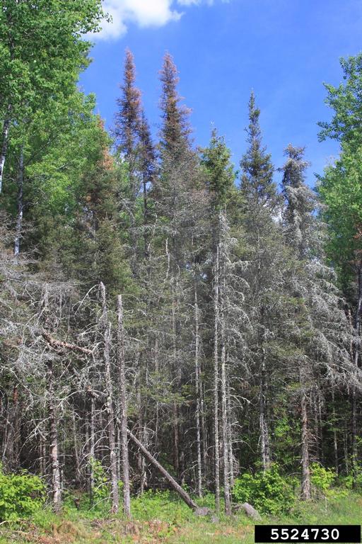 spruce budworm (Choristoneura fumiferana (Clemens))