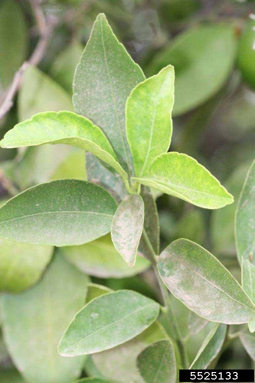 Robinson, Citrus reticulata cv. Robinson (Sapindales: Rutaceae) - 5525133