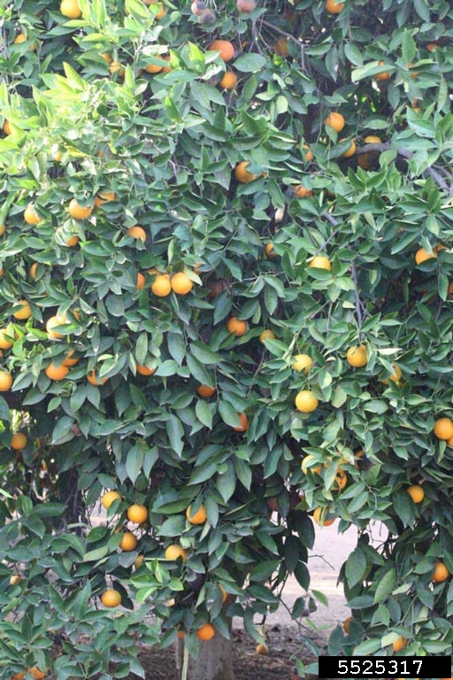 Ruby (Citrus x aurantium cv. Ruby)