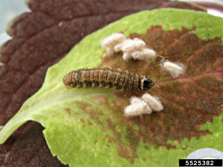 cutworms, loopers, owlet moths, and underwings (Family Noctuidae)