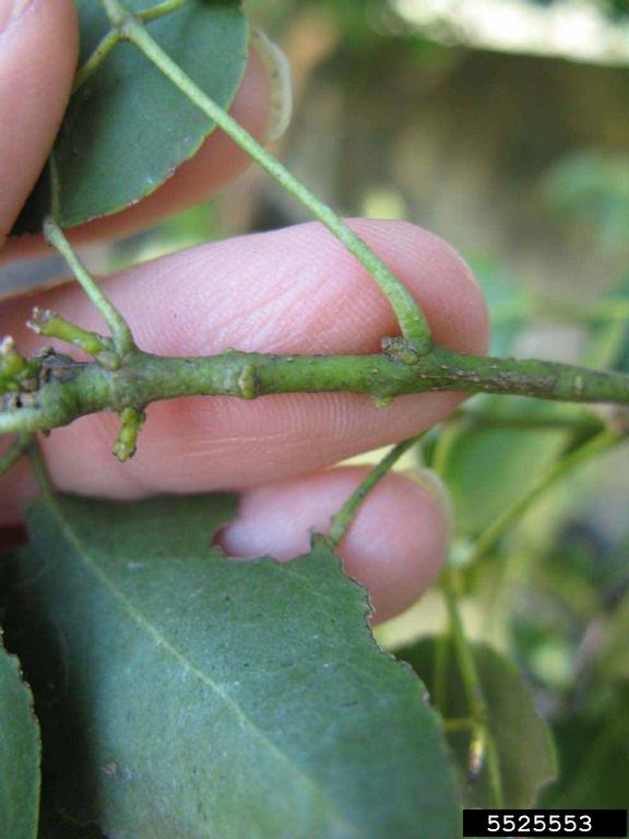 Sea Torchwood (Amyris elemifera cv. Sea Torchwood L.)