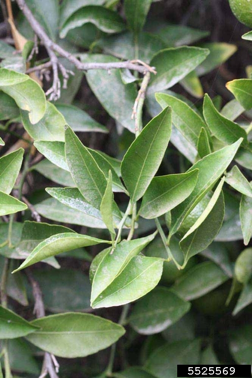 Seedless Kishu (Citrus reticulata cv. Seedless Kishu)