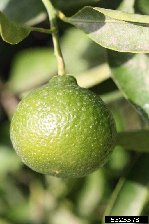 Seedless Kishu (Citrus reticulata cv. Seedless Kishu Blanco)