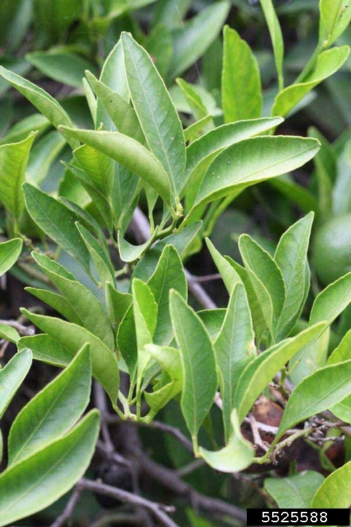 Seedless Kishu (Citrus reticulata cv. Seedless Kishu)