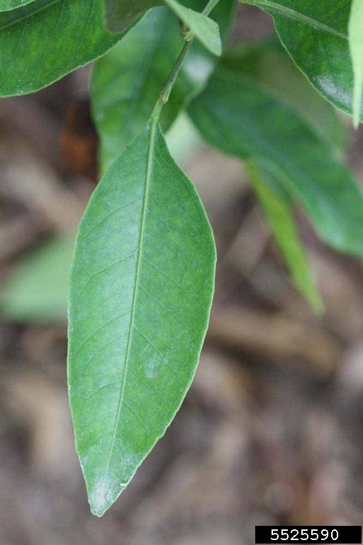 Seedless Kishu (Citrus reticulata cv. Seedless Kishu)