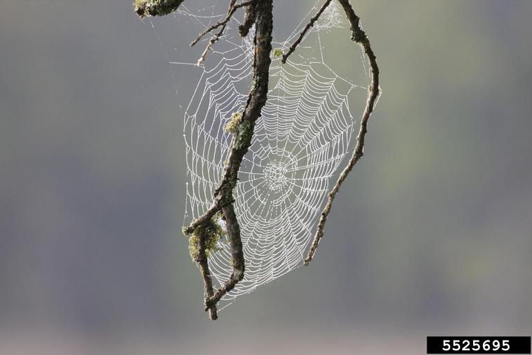spiders (Araneae) (Order Araneae)
