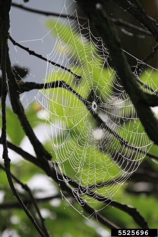 spiders (Araneae) (Order Araneae)