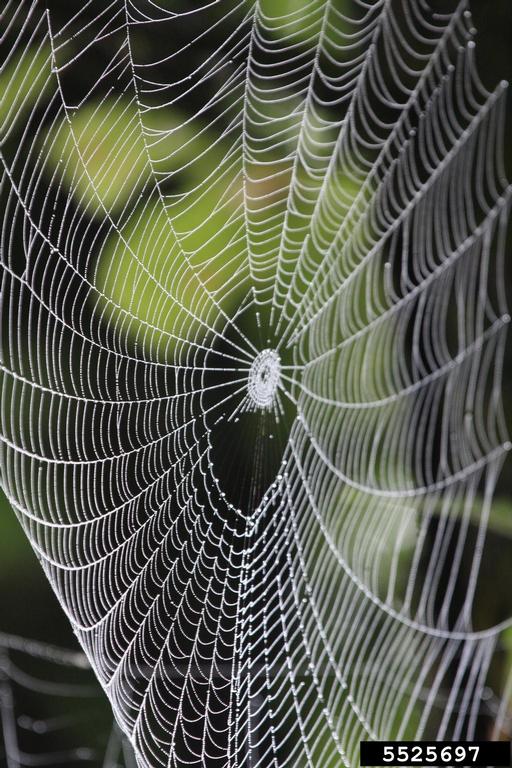 spiders (Araneae) (Order Araneae)