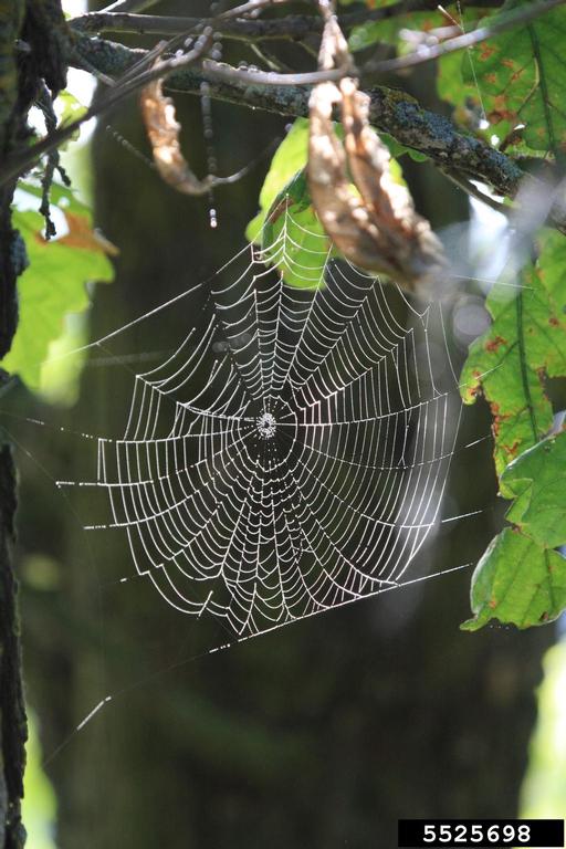 spiders (Araneae) (Order Araneae)