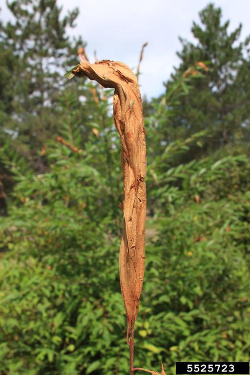 cherry scallop shell moth (Rheumaptera prunivorata (Ferguson))