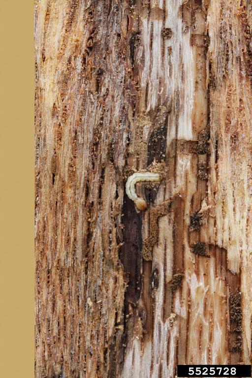 twolined chestnut borer (Agrilus bilineatus (Weber, 1801))