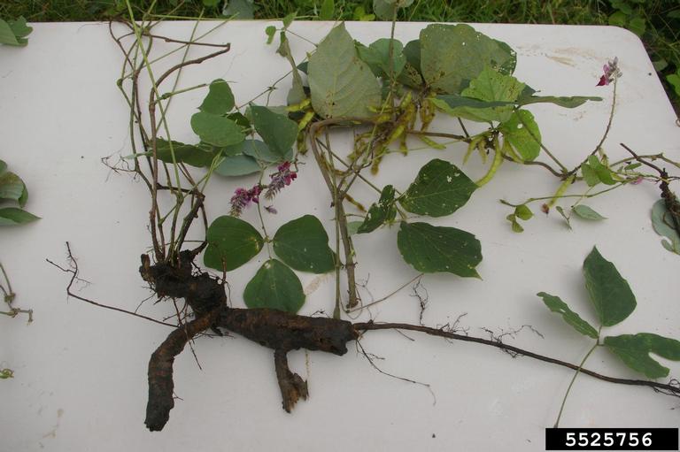 kudzu (Pueraria montana var. lobata (Willd.) Maesen & S. Almeida)