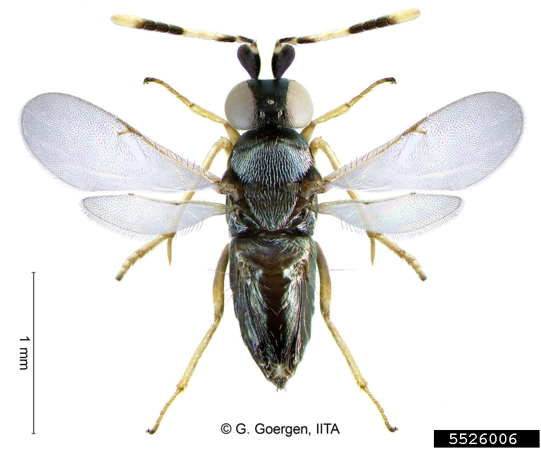 Encyrtid wasps (Genus Encyrtus)