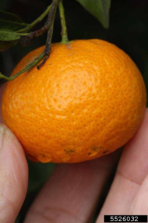 Shekwasha (Citrus depressa cv. Shekwasha Hayata)