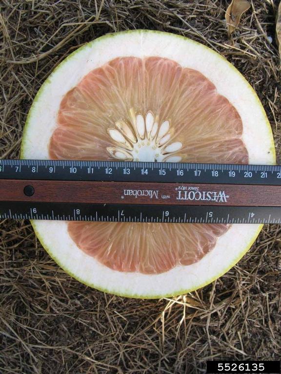 Siamese Pink (Citrus maxima cv. Siamese Pink (Burm.) Merr.)