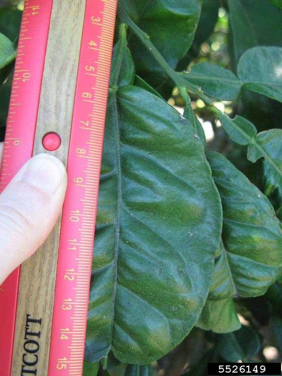 Siamese Pink (Citrus maxima cv. Siamese Pink)
