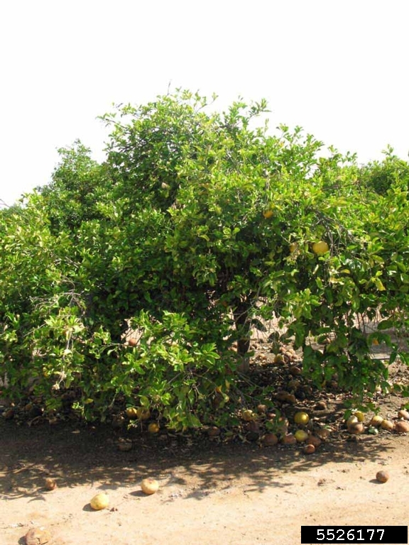 Siamese Sweet (Citrus maxima cv. Siamese Sweet (Burm.) Merr.)