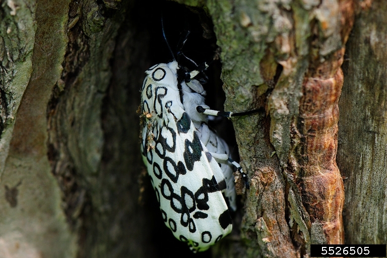 giant leopard moth (Hypercompe scribonia)