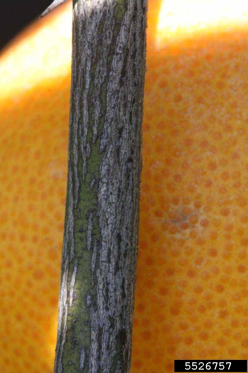 Spring (Citrus x aurantium cv. Spring)